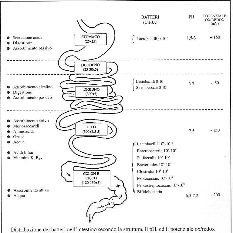 intestino batteri – Dr.ssa Rita Mellace